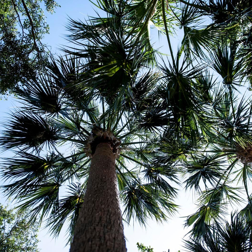 Nomadic Knits issue one : florida